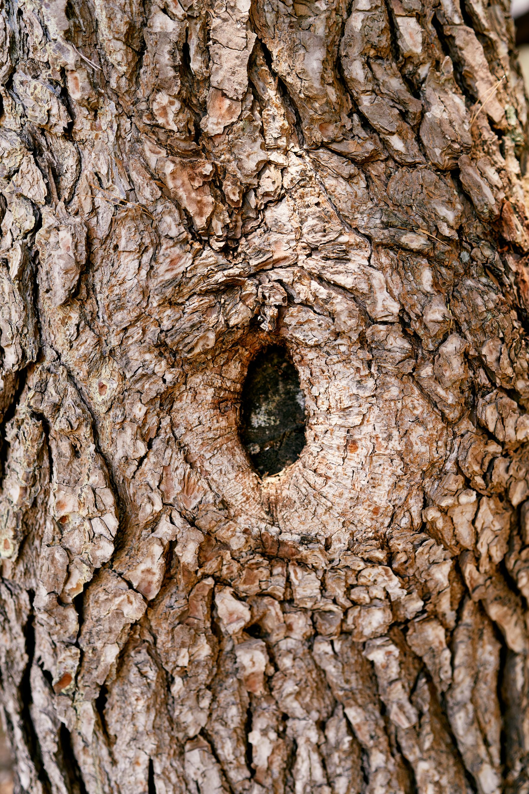Tree Cavities and Wounds: What You Need to Know to Protect Your Trees ...