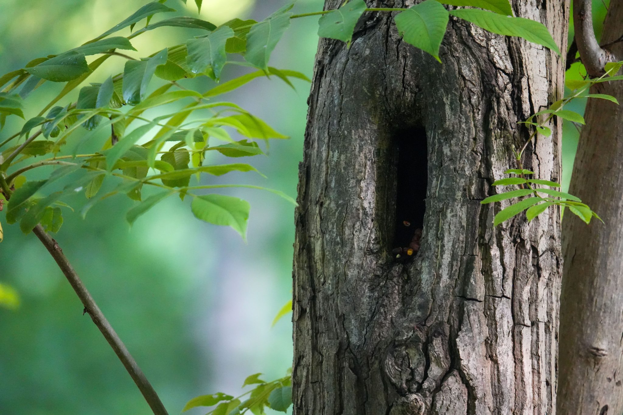 Tree Cavities and Wounds: What You Need to Know to Protect Your Trees ...