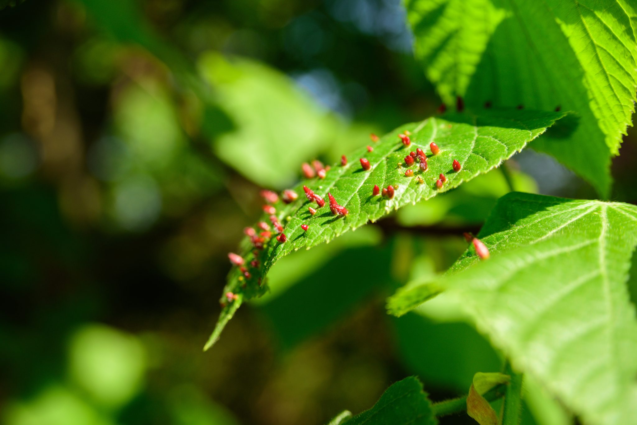Leaf Mites on Trees: How to Spot Them and What to Do About It – Adamson ...